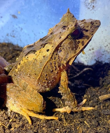 Sol Isle Eyelash Frogs. Ceratobatrachus Guntheri Other Frog by Whyte ...