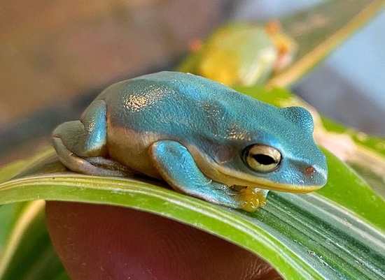 Cb. Giant Emerald Flying Frogs, Rhacophorus Maxima. (Smaragdinus) Rare ...