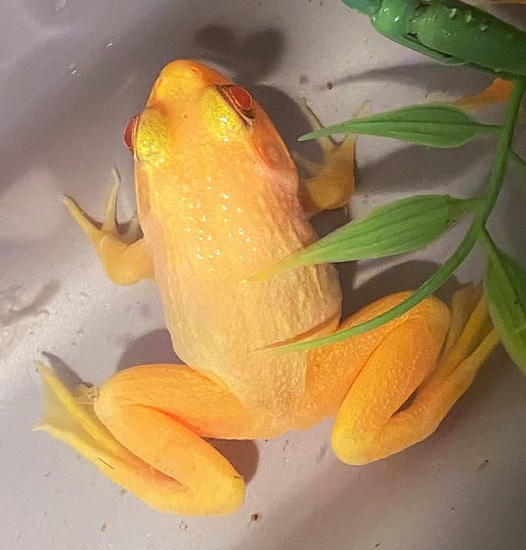 Albino Bullfrogs. 2 PACK Of Babies. Other Frog by Whyte Ark Reptile