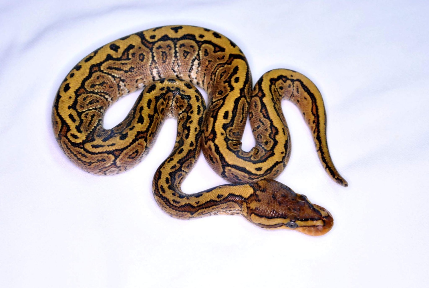 Phantom Pinstripe Trick YB Ball Python by Goodys Exotics - MorphMarket