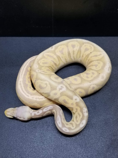 Banana Black Pewter Het Albino Pos. YB Ball Python by Goodys Exotics