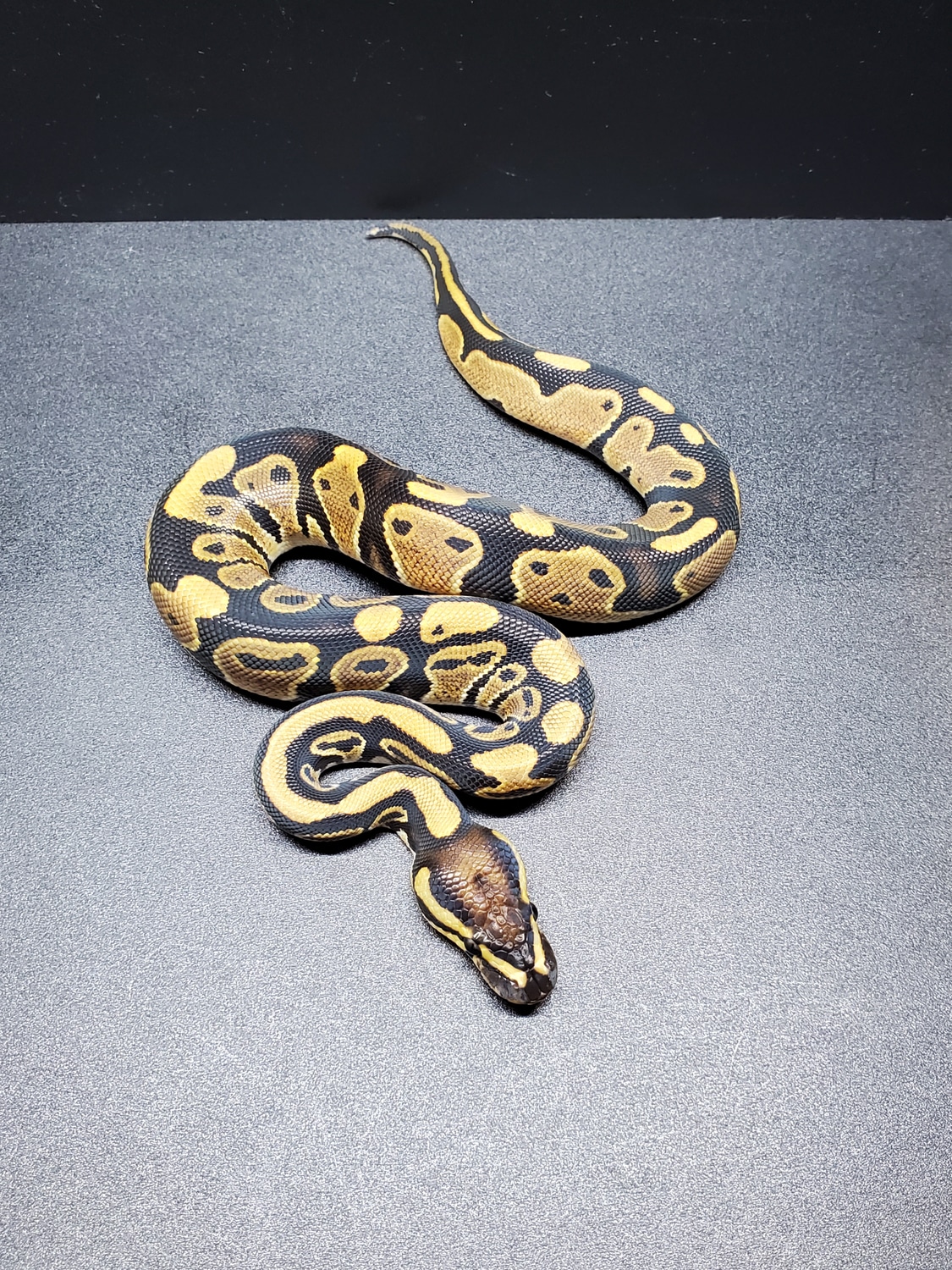 100% Double Het Hypo Clown Ball Python by Goodys Exotics - MorphMarket