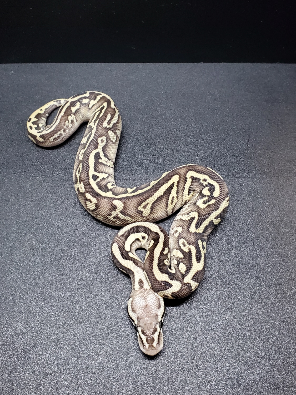 Super Pastel Leopard Lesser Het Clown Ball Python by Goodys Exotics ...