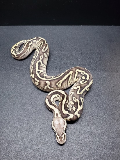 Super Pastel Leopard Lesser Het Clown Ball Python by Goodys Exotics ...