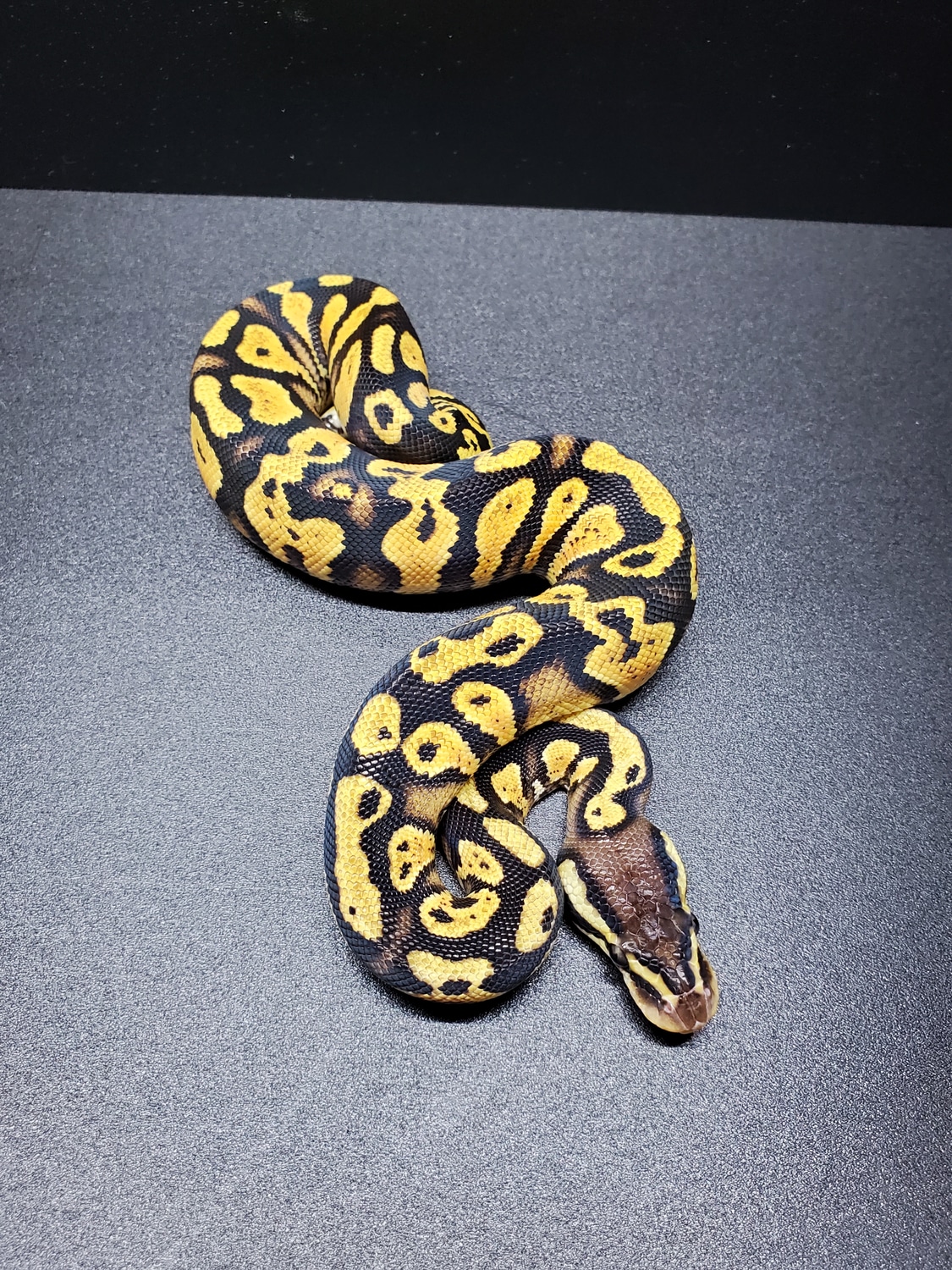 Pastel Yellow Belly Granite Ball Python by Goodys Exotics - MorphMarket