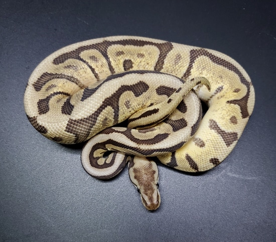 Raven Mojave Spider Poss Leopard Ball Python by Goodys Exotics