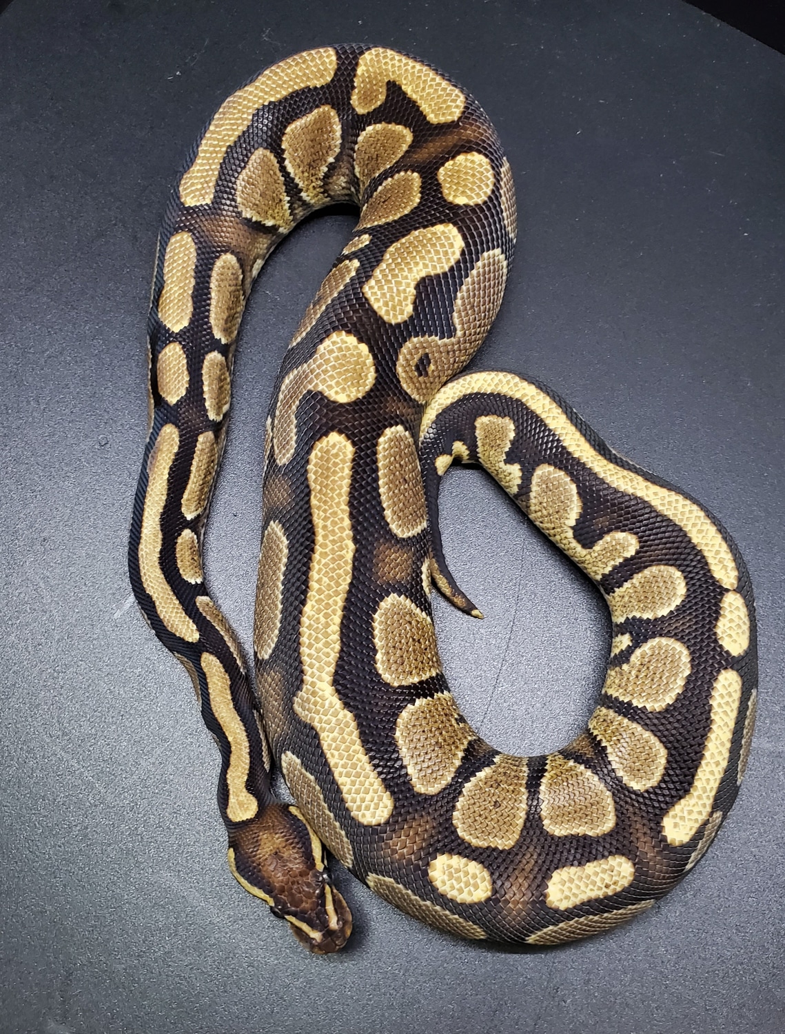 Spark Ball Python by Goodys Exotics - MorphMarket