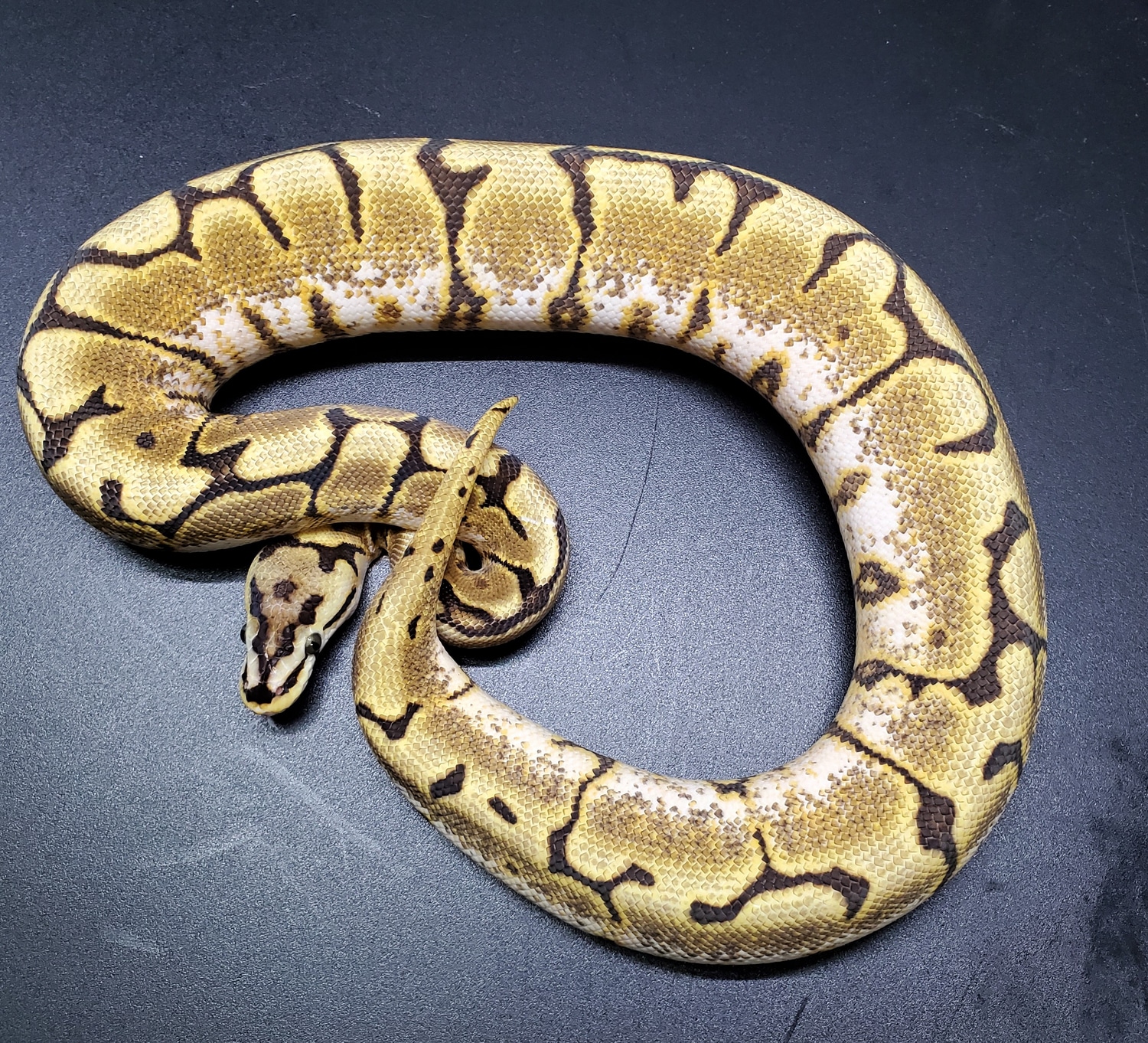 Jungle Woma Spider Yellow Belly Vanilla Ball Python by Goodys Exotics ...