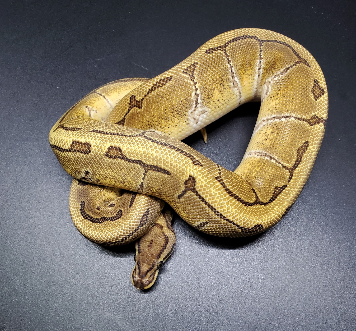 Enchi Vanilla Pinstripe Ball Python by Goodys Exotics - MorphMarket
