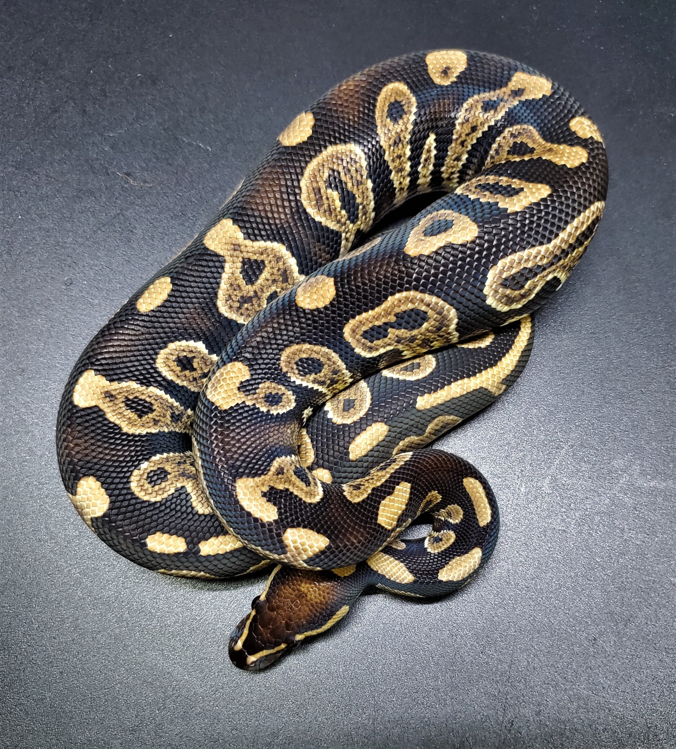 Chocolate Het Clown Ball Python by Goodys Exotics - MorphMarket