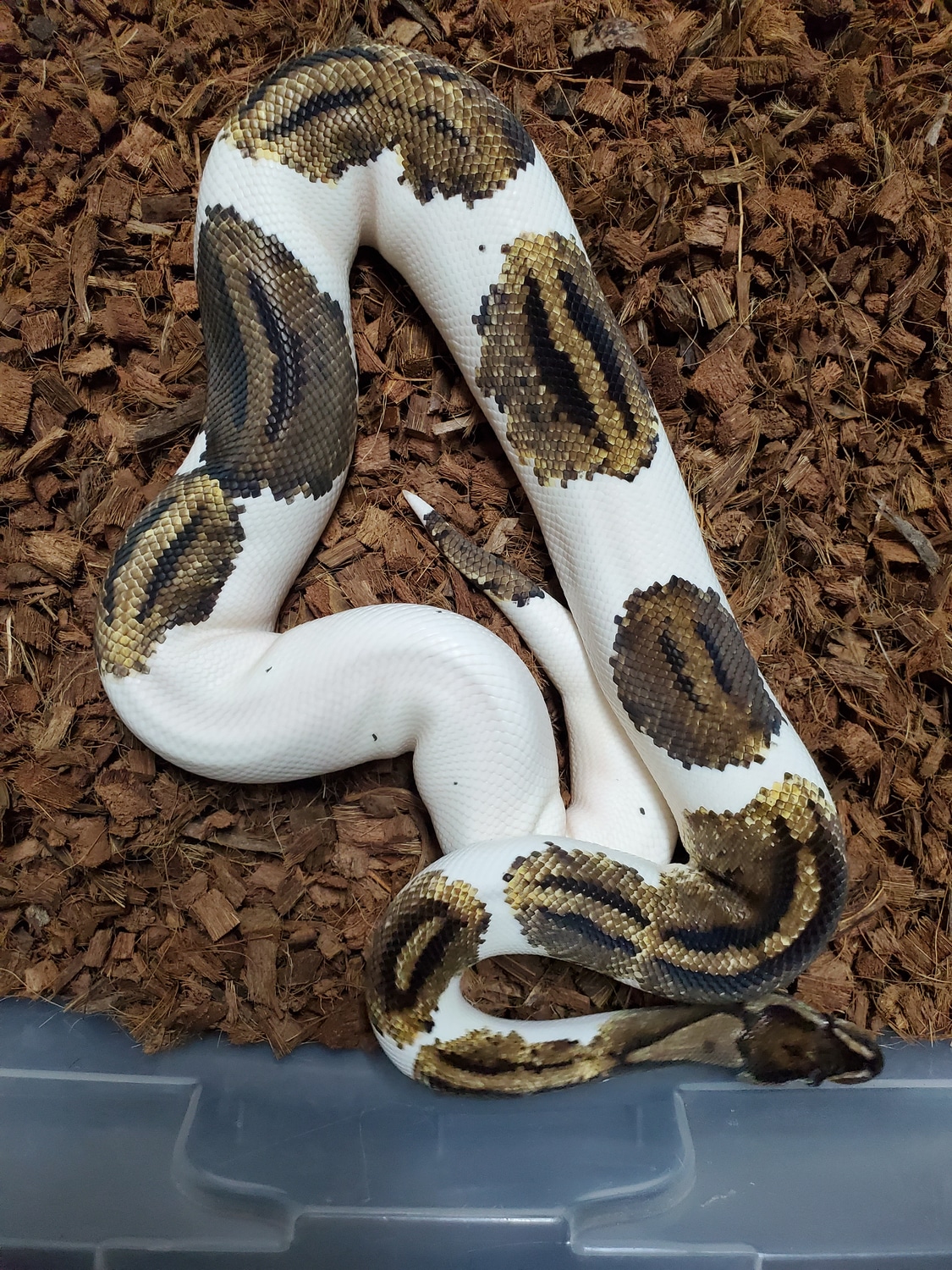 Yellow Belly Pied Ball Python by Goodys Exotics - MorphMarket