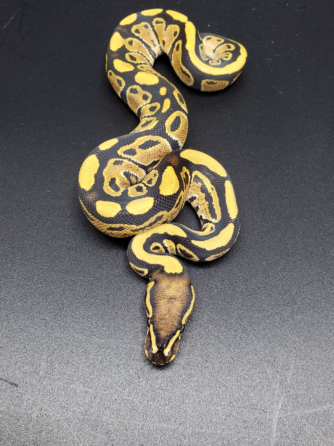 Vanilla Het Ghost Ball Python by Goodys Exotics - MorphMarket