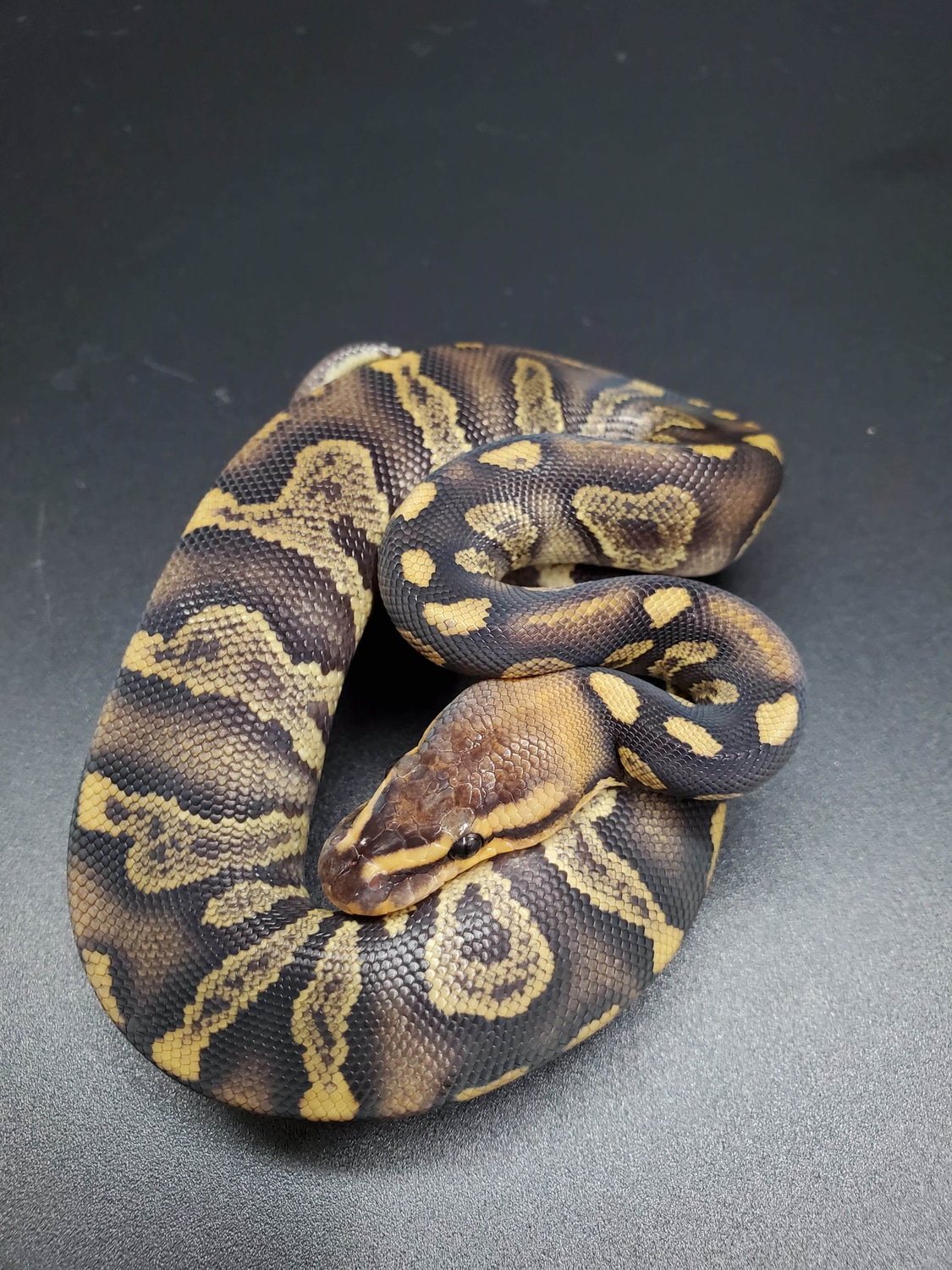 Super Chocolate Ball Python by Goodys Exotics - MorphMarket