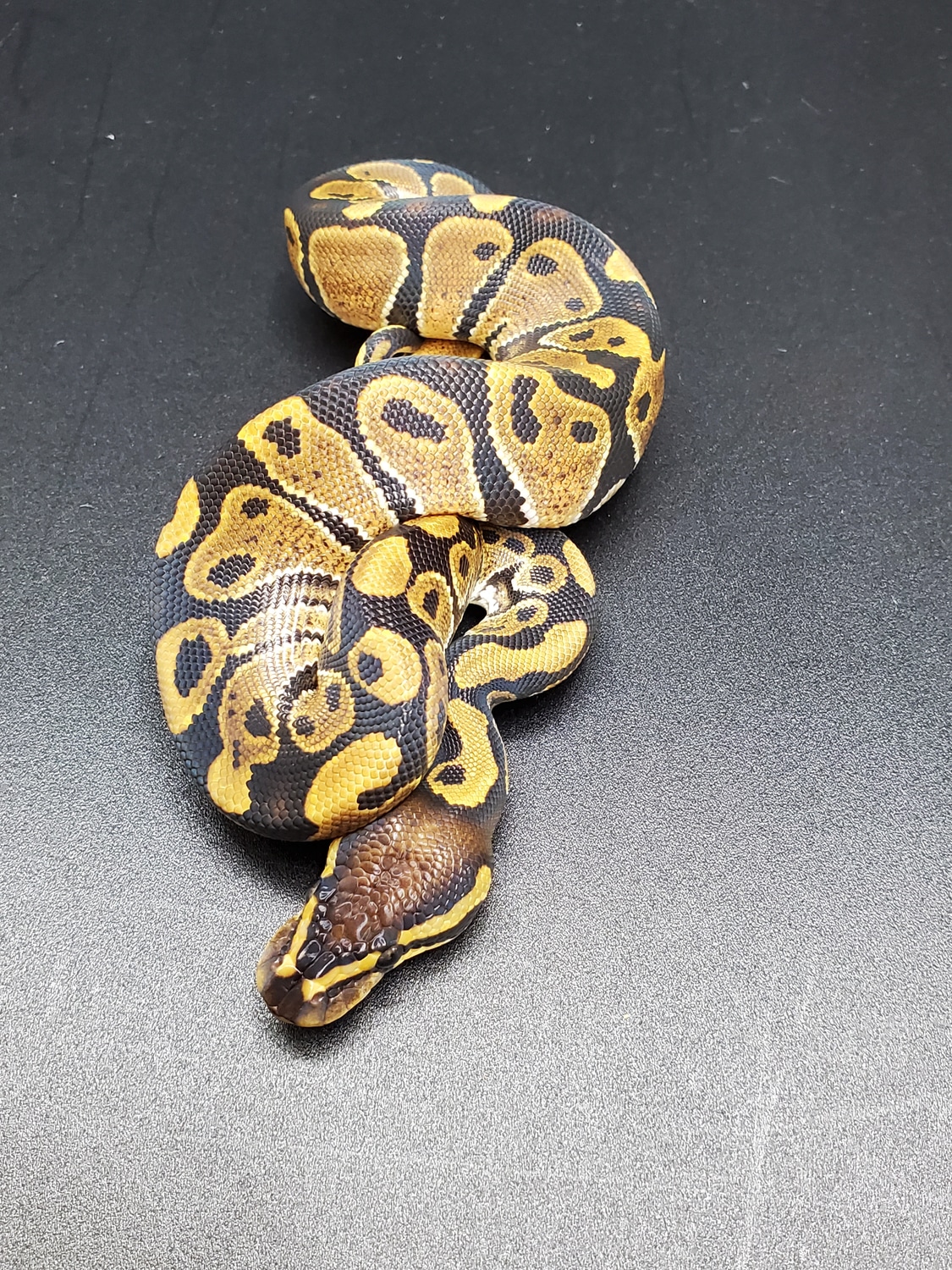 Het Hypo Ball Python by Goodys Exotics - MorphMarket