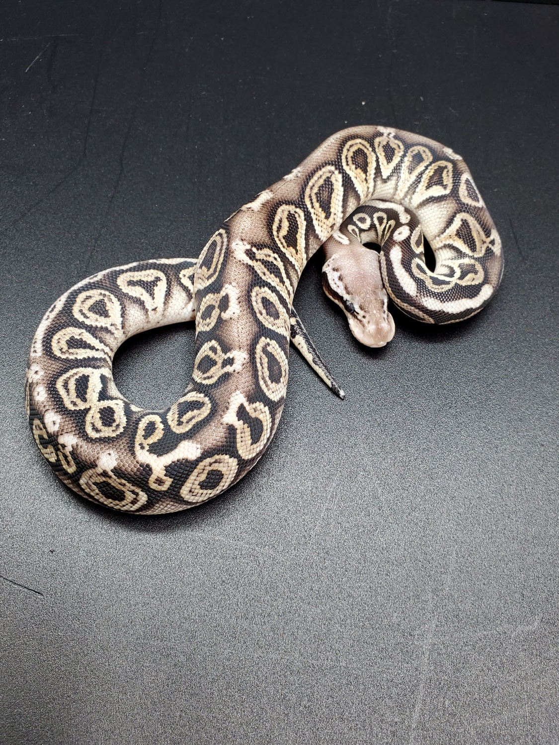 Black Pewter Dh Hypo Clown FREE SHIPPING Ball Python by Goodys Exotics ...
