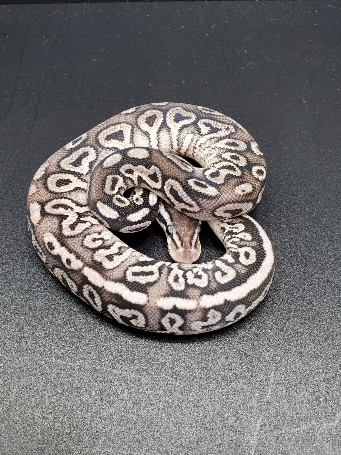 Pewter Poss Fire Dh Clown Pied Ball Python by Goodys Exotics - MorphMarket