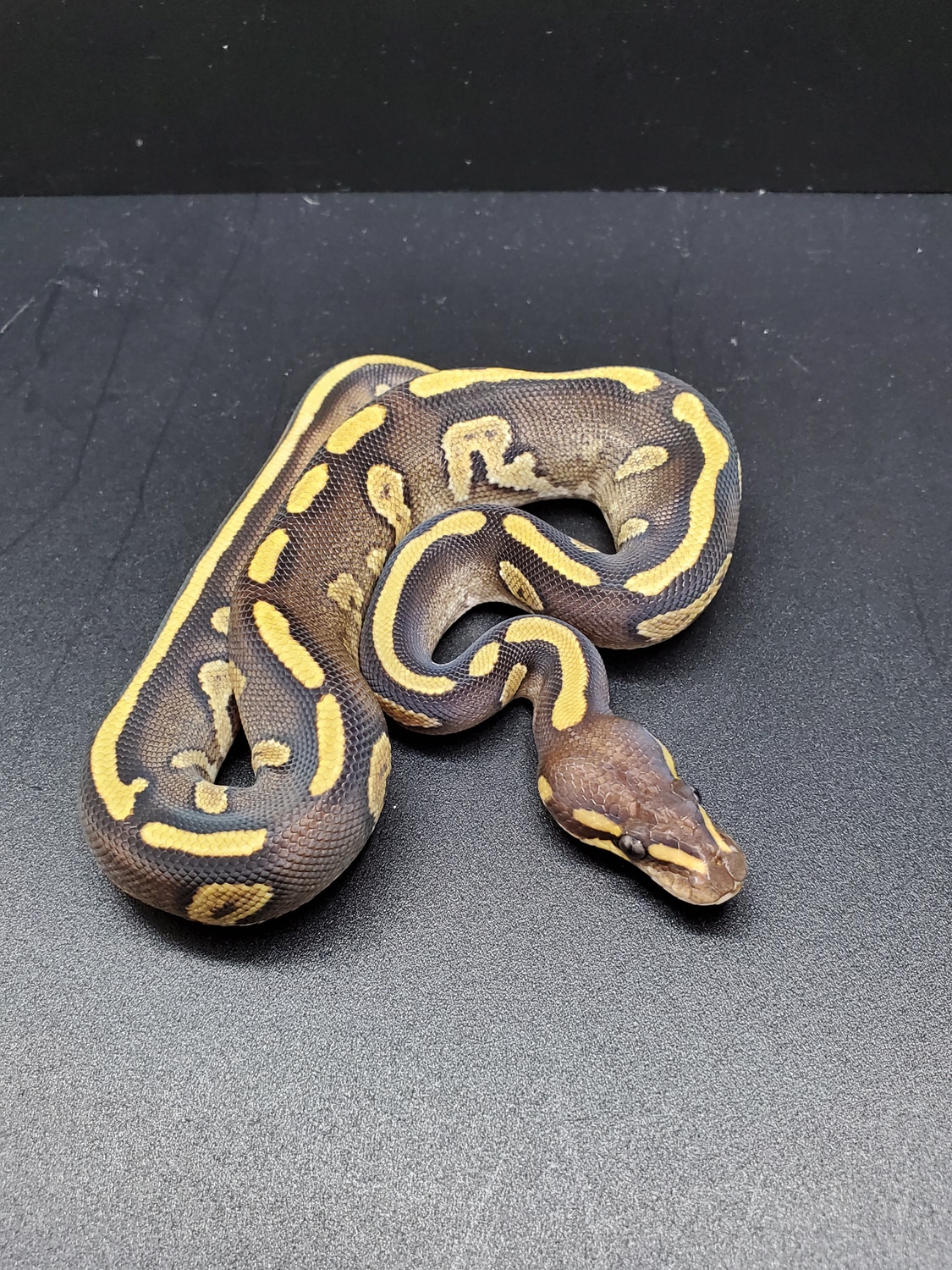 Male Mojave Chocolate Calico Poss Trick Ball Python by Goodys Exotics ...