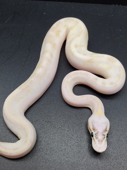 Pastel Ivory Or Puma Ball Python by Goodys Exotics