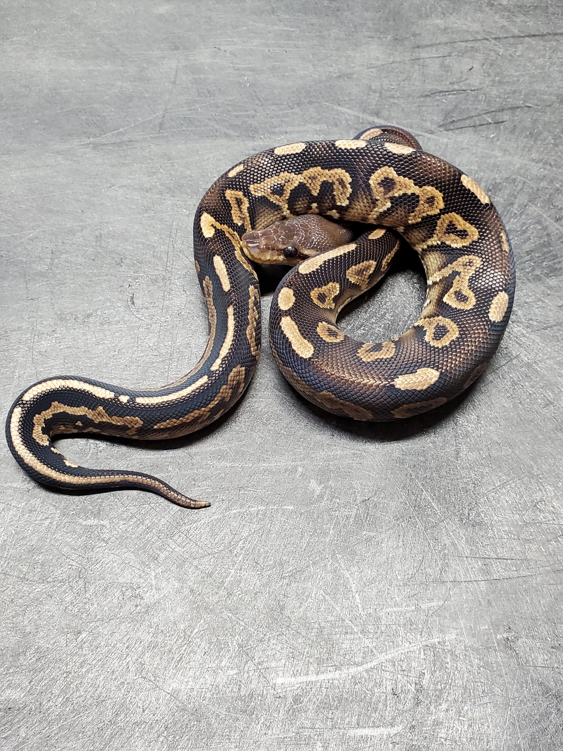 Cinnamon Yb Or Asphalt Het Hypo SHIPPING INCLUDED Ball Python by Goodys ...