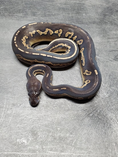 Black Head Cinnamon Yb Or Asphalt Het Hypo Poss Ringer Gene SALE PRICE ...