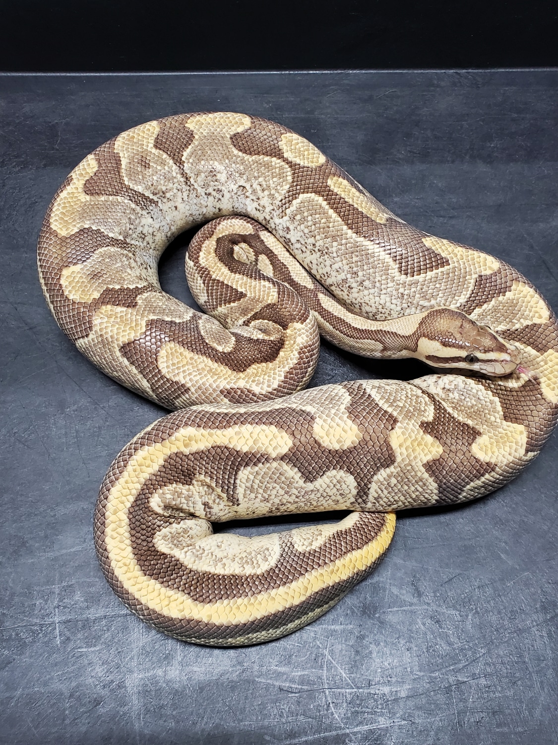 Orange Dream Enchi Fire Ball Python by Goodys Exotics - MorphMarket
