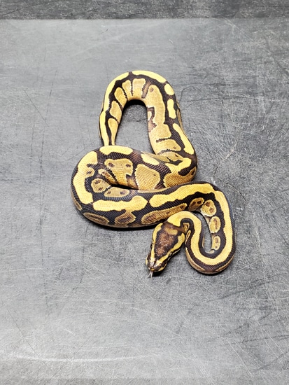 Enchi Specter Ball Python by Goodys Exotics