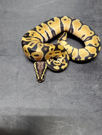 Pastel Jungle Woma Sale Ball Python by Goodys Exotics