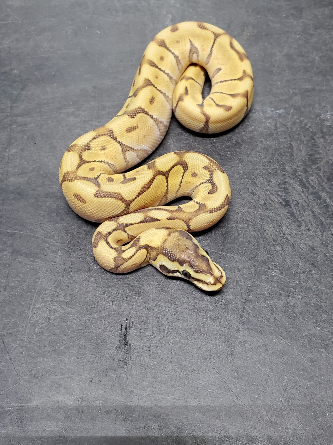 Enchi Mojave Spider Het Ghost Sale Ball Python by Goodys Exotics ...