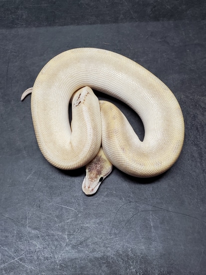 Mojave Mimosa SHIPPING INCLUDED Ball Python by Goodys Exotics