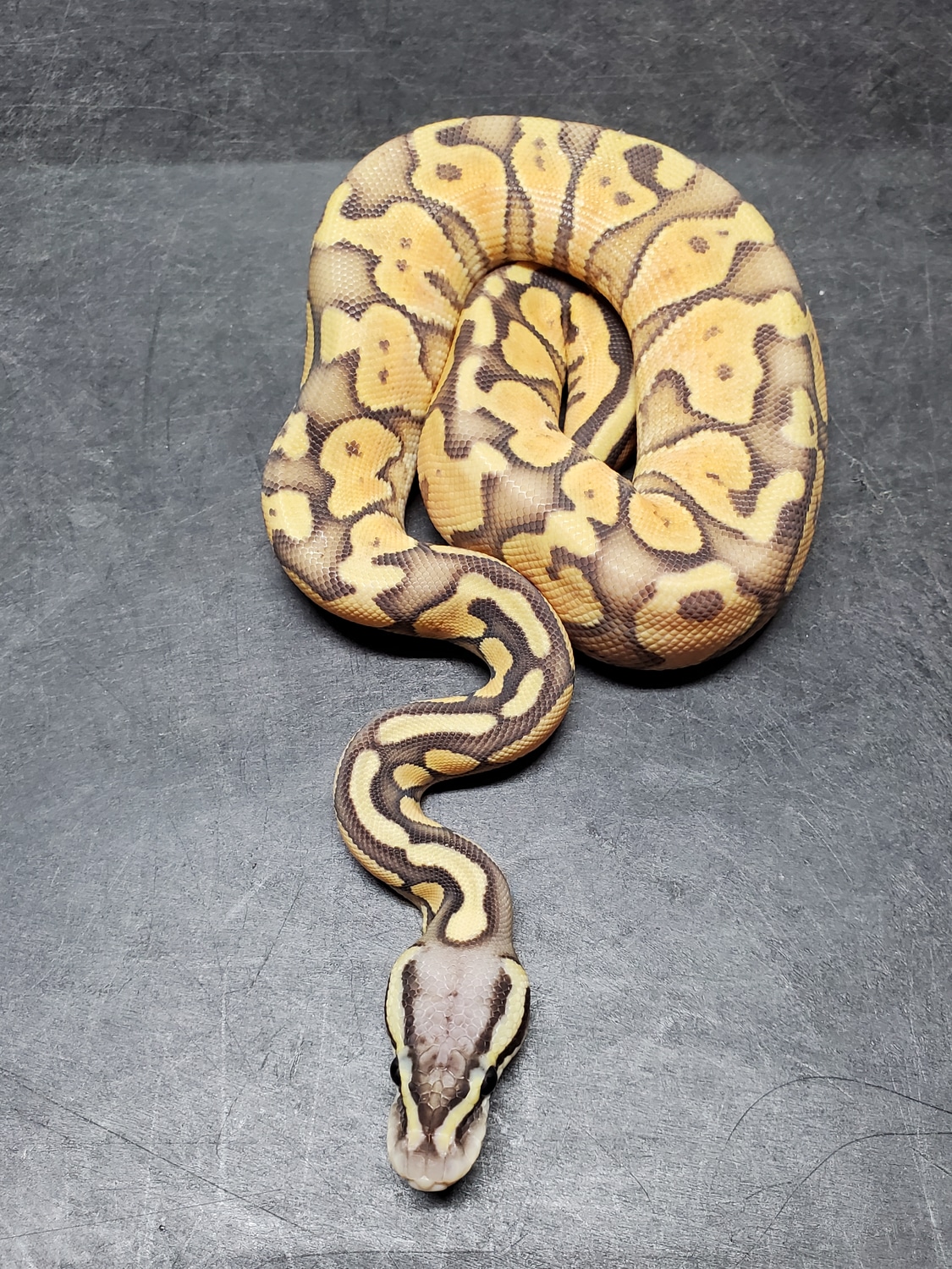 Black Pastel Enchi Pastel Hypo Poss OD Sale Ball Python by Goodys ...