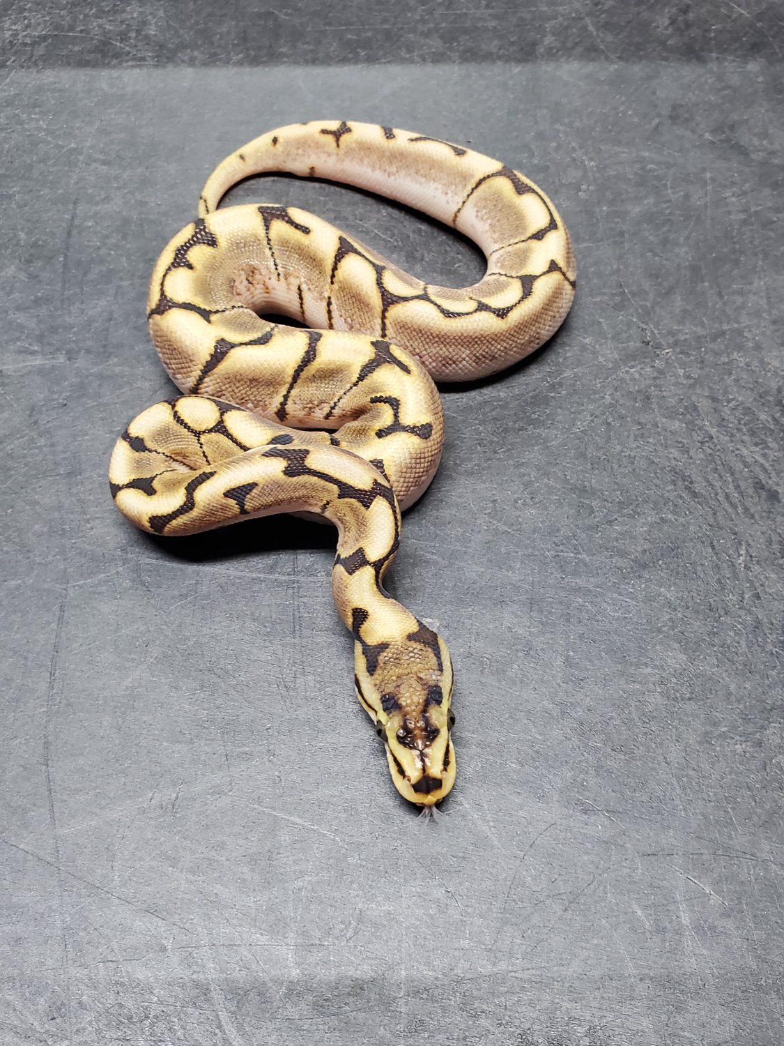 Enchi Vanilla Spider Het Hypo Ball Python by Goodys Exotics - MorphMarket