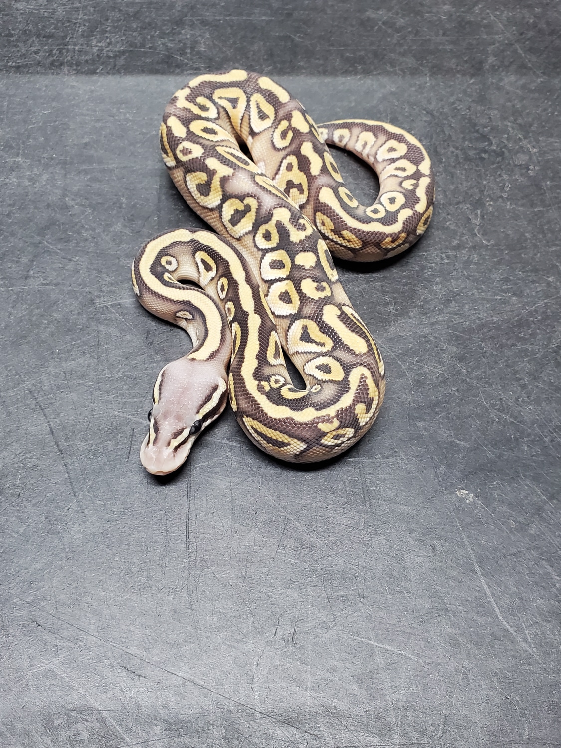 Mystic Vanilla Hypo Poss Pastel Ball Python by Goodys Exotics - MorphMarket