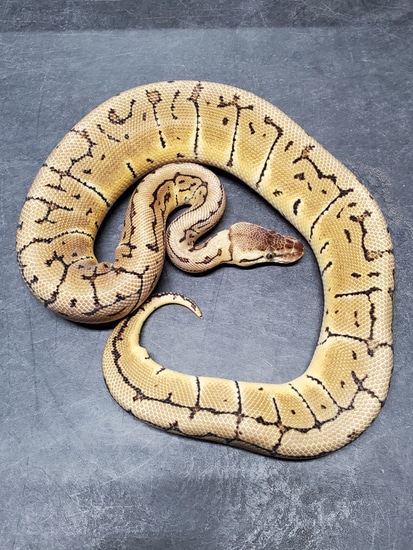 Lemonblast Het Clown Poss Bongo Sale Ball Python by Goodys Exotics