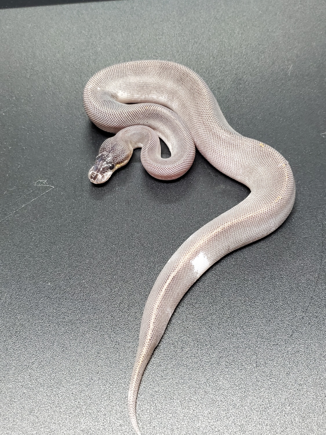 Blackhead Cinnamon Freeway Het Hypo Ball Python by Goodys Exotics ...