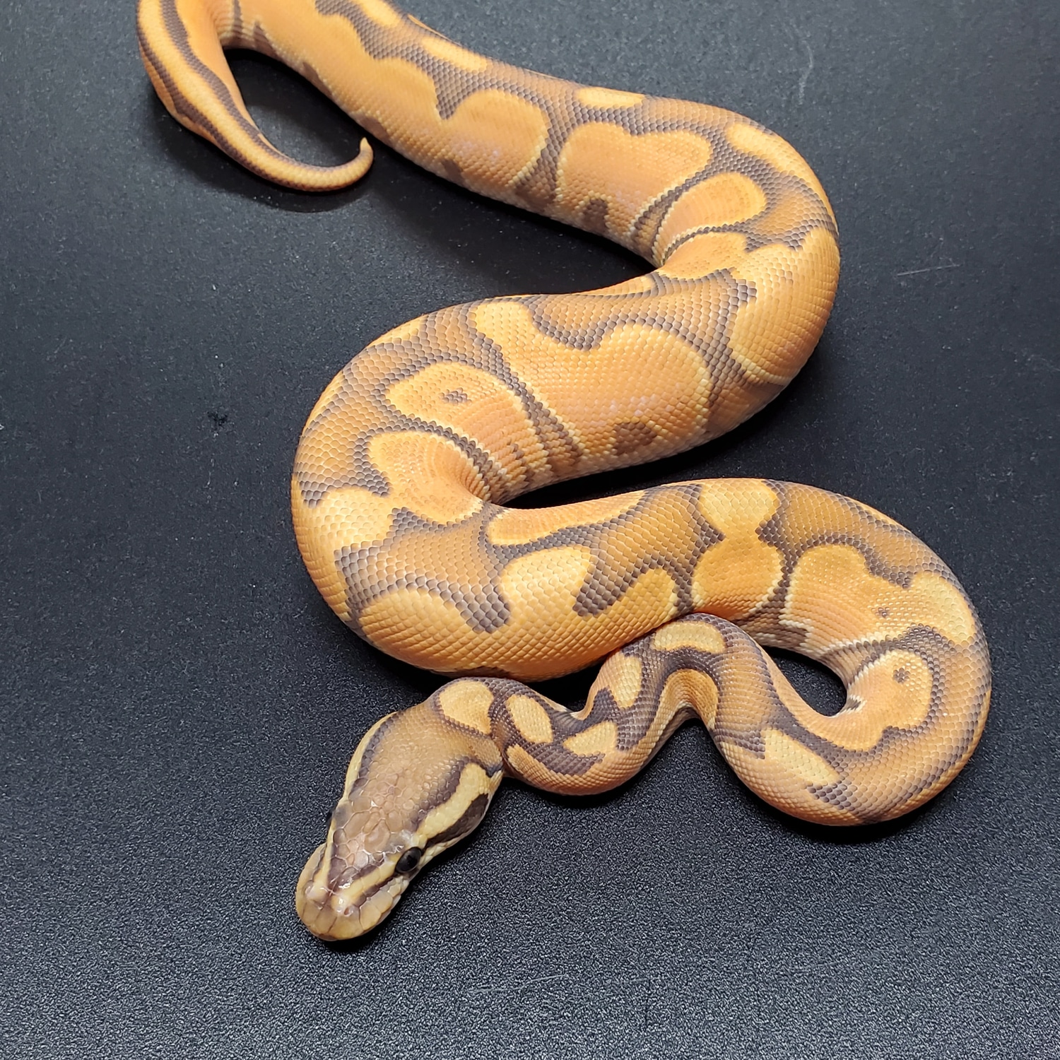 OD Enchi Black Pastel Hypo Ball Python by Goodys Exotics - MorphMarket