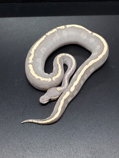 GHI Mojave Ghost Ball Python by Goodys Exotics