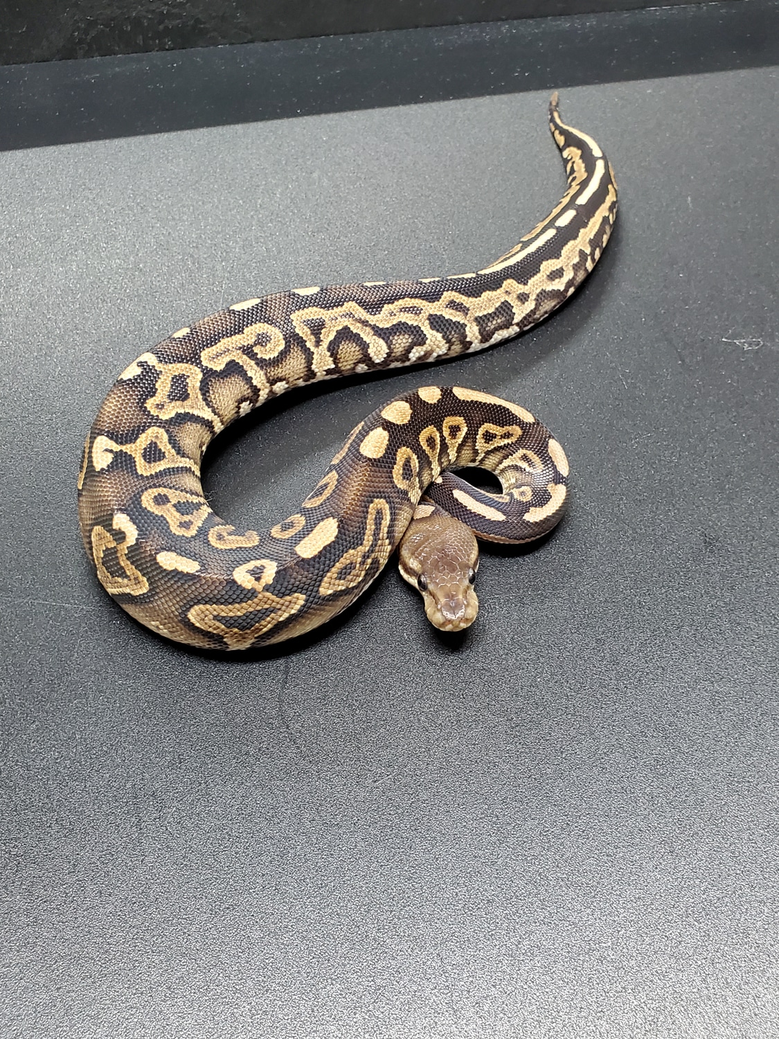 Cinnamon YB Or Asphalt Het Hypo Sale Ball Python by Goodys Exotics ...