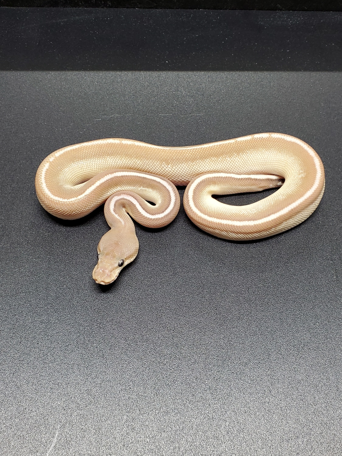 Soul Sucker Super Stripe Poss Black Pastel FREE SHIPPING Ball Python by ...