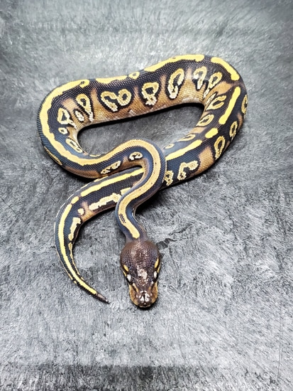 Black Head Phantom Ringer Gene Het Hypo FREE SHIPPING Ball Python by ...