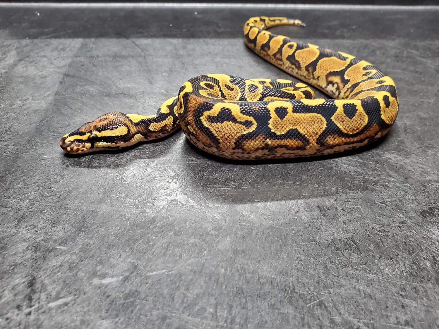 Jungle Woma YB White Lace Ball Python by Goodys Exotics - MorphMarket