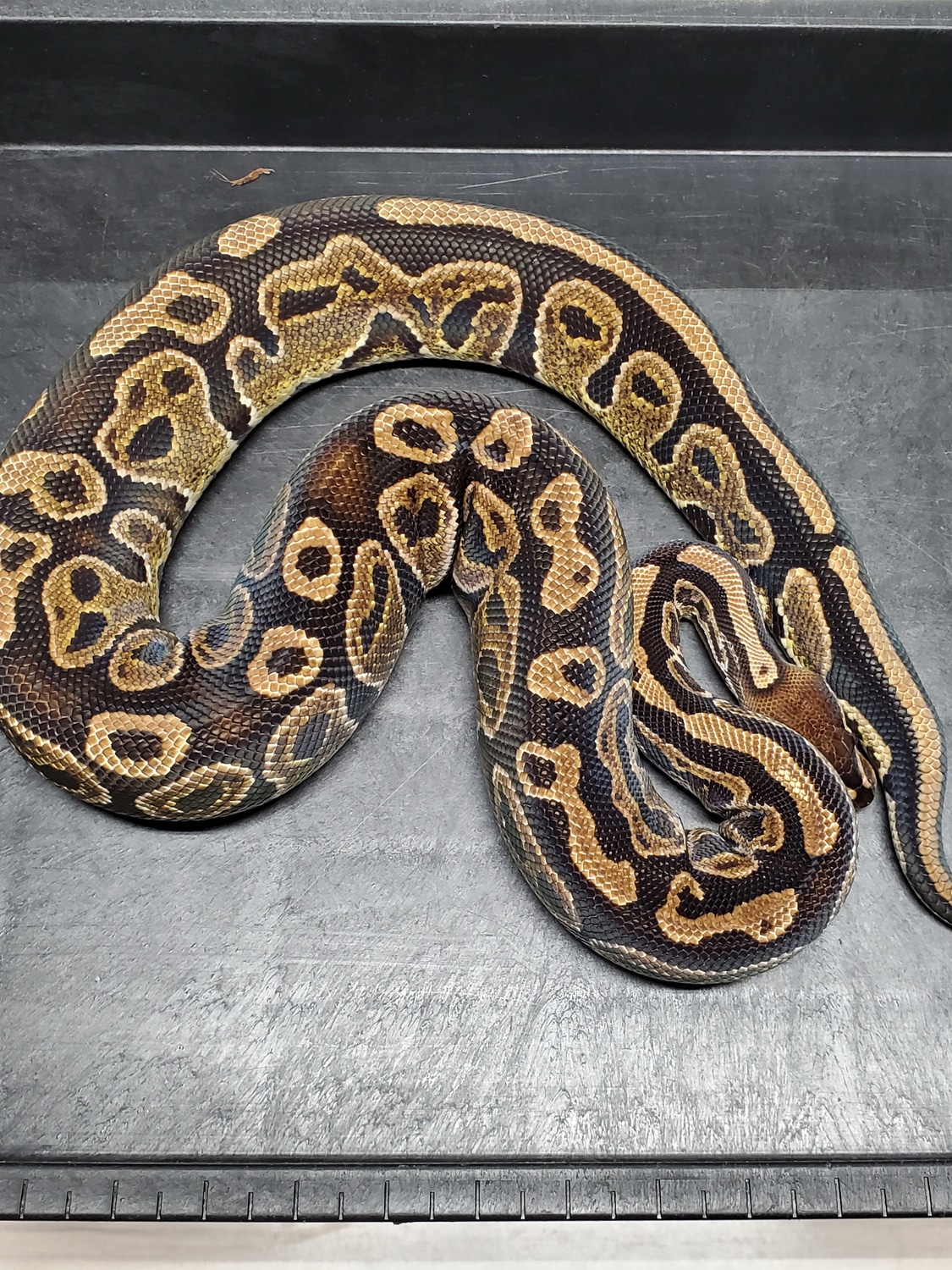 Trick SHIPPING INCLUDED Ball Python by Goodys Exotics - MorphMarket