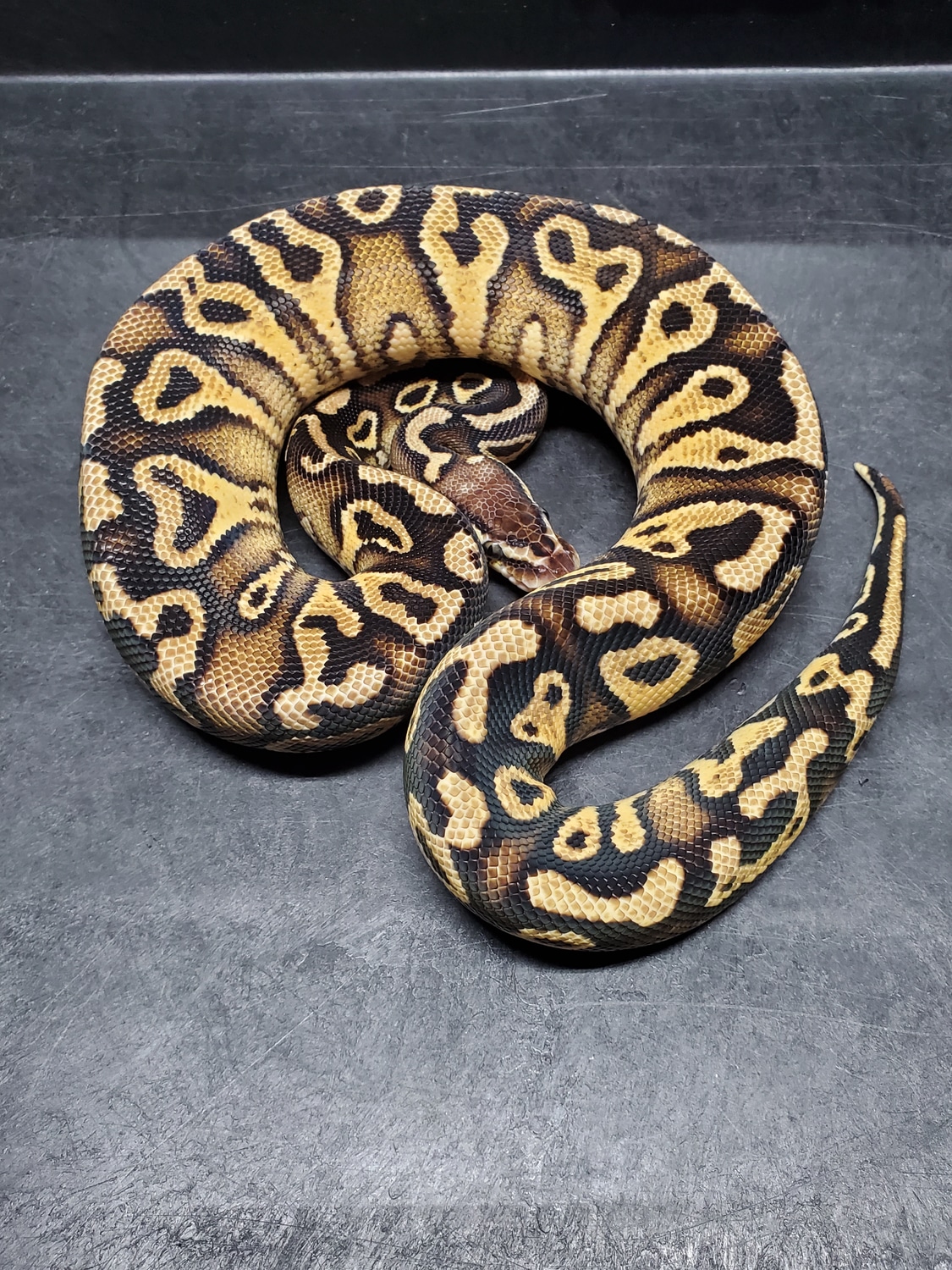 Pastel YB Trick Het Clown Ball Python by Goodys Exotics - MorphMarket