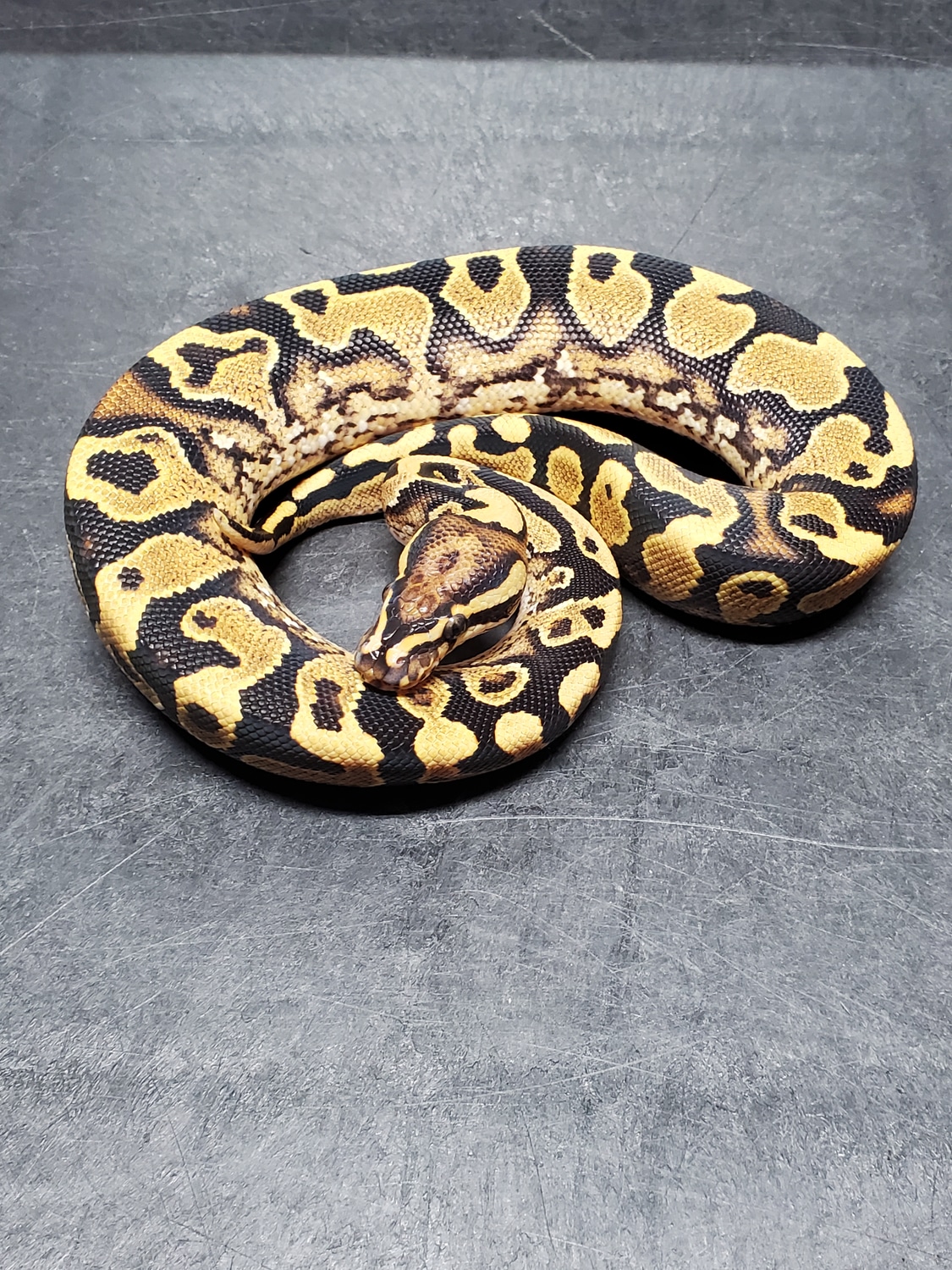 Jungle Woma YB Lace Poss White Lace Ball Python by Goodys Exotics ...