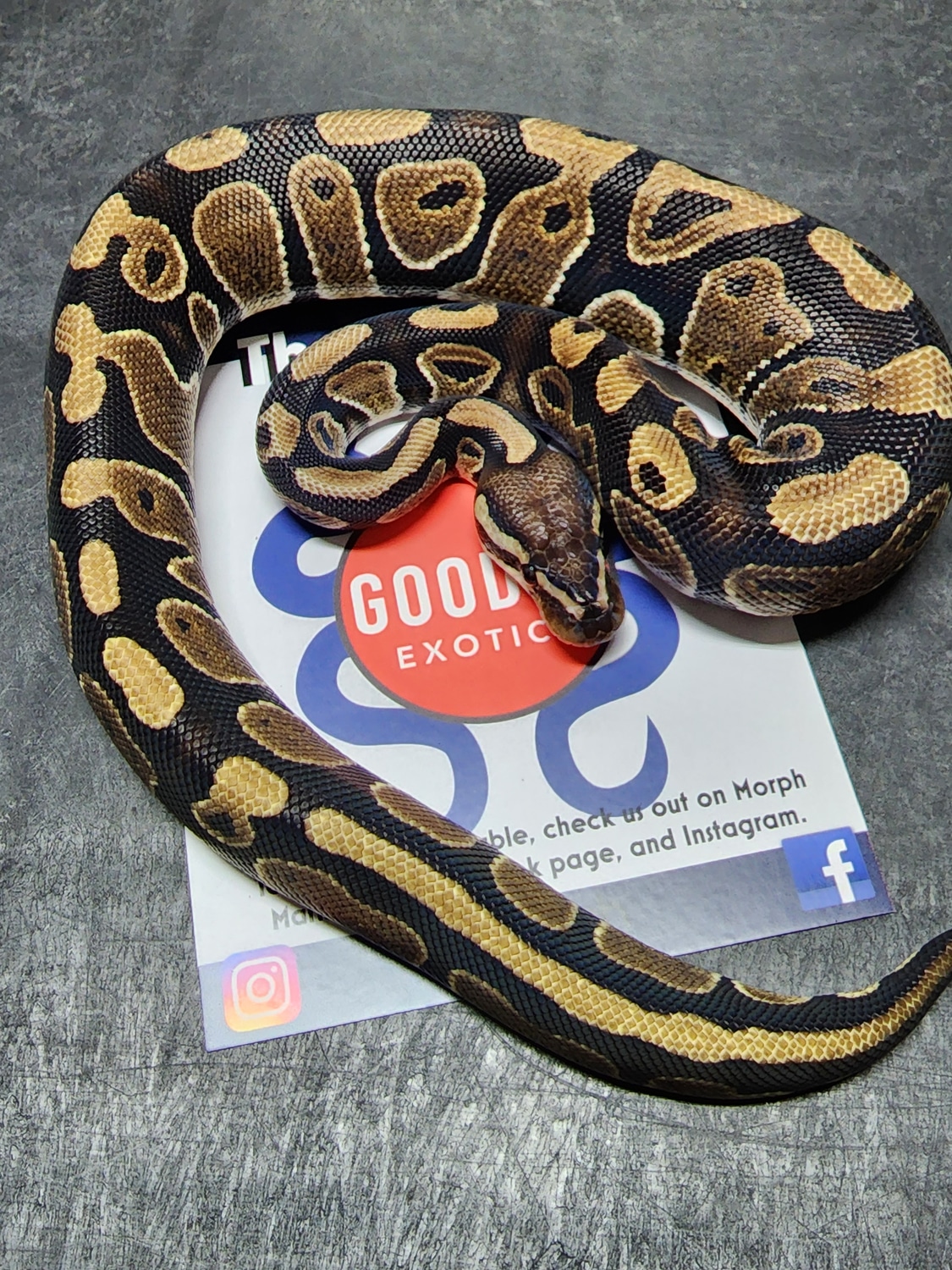 Gaia Sale Ball Python by Goodys Exotics - MorphMarket