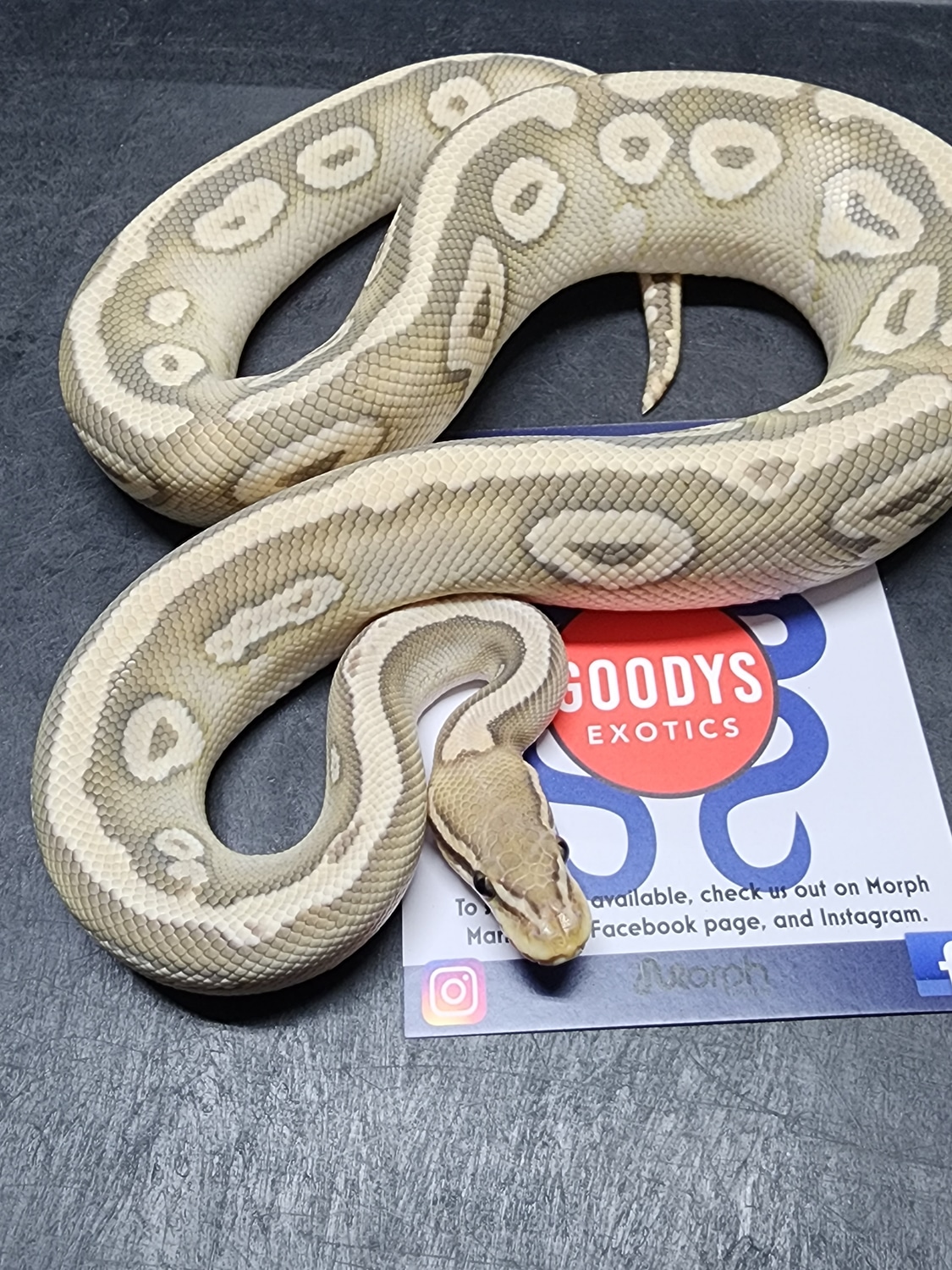 Pastel Mystic Hypo FREE SHIPPING Ball Python by Goodys Exotics ...