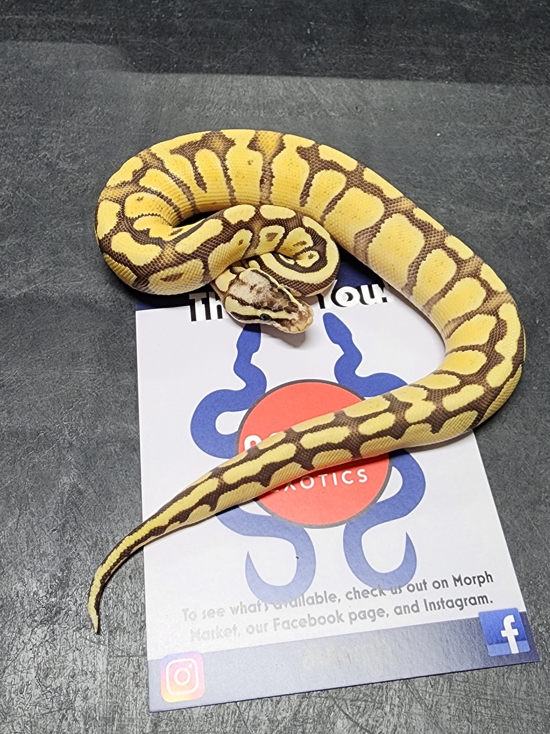 Firefly Enchi Het Hypo FREE SHIPPING Ball Python by Goodys Exotics ...