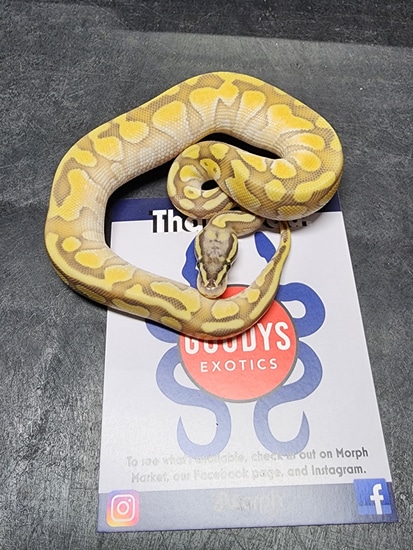 Pastel Enchi Lesser Hypo Ball Python by Goodys Exotics