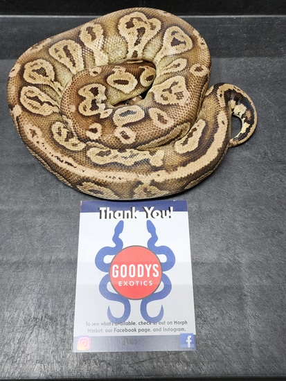 Black Pewter Het Hypo Het Pied. FREE SHIPPING Ball Python by Goodys Exotics