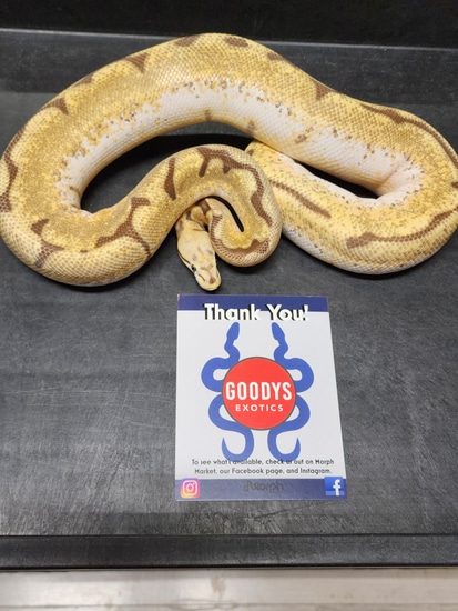 Orange Dream Jungle Woma Vanilla Spider. Ball Python by Goodys Exotics