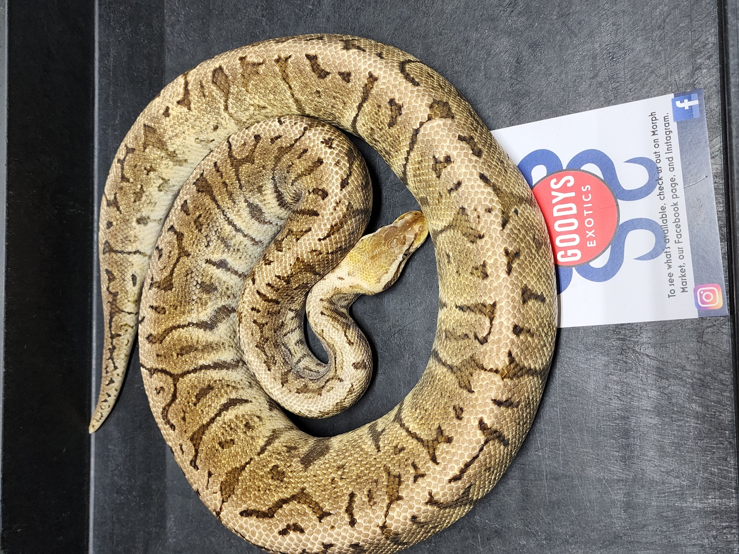 Lemonblast Ghi Ball Python by Goodys Exotics - MorphMarket